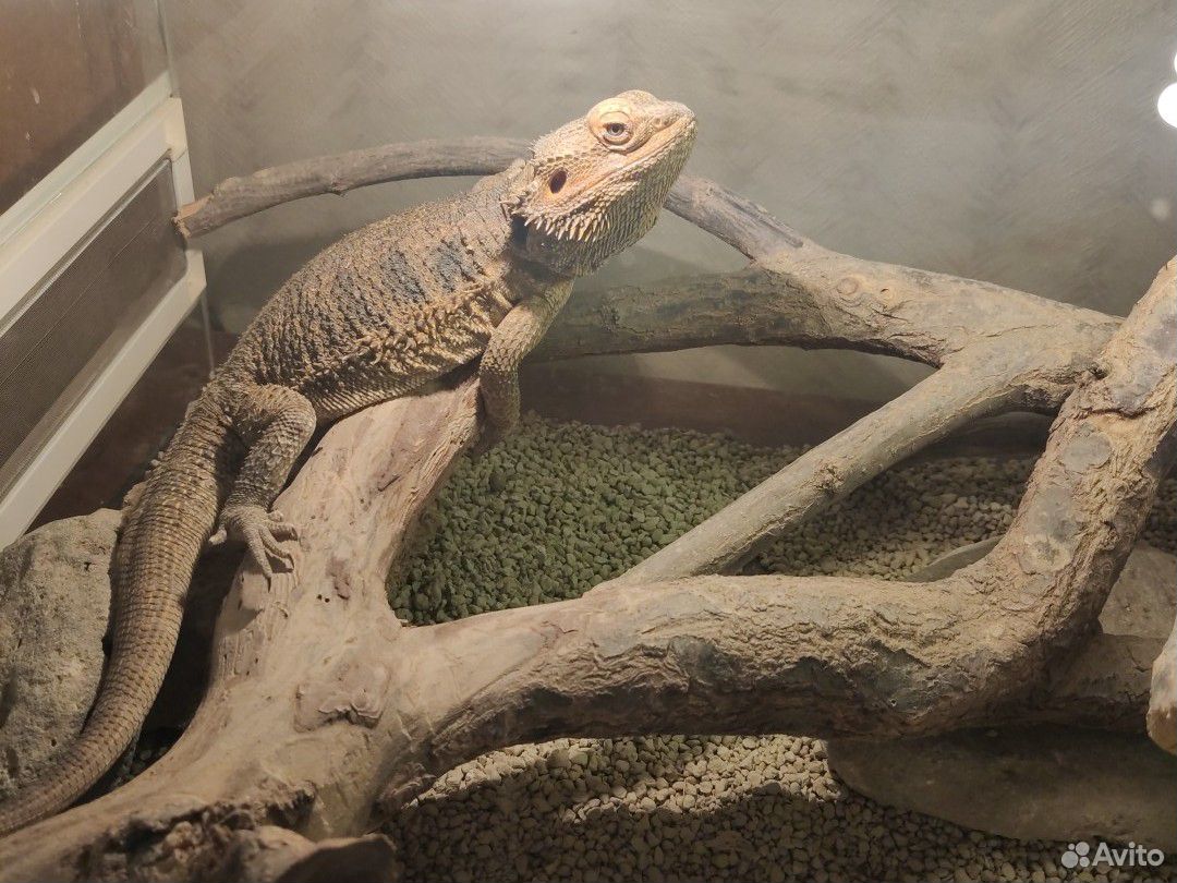 Бородатая агама