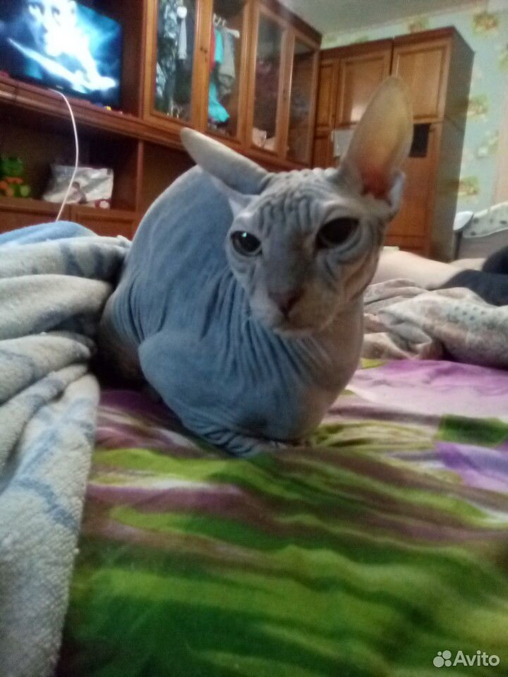 Донской сфинкс