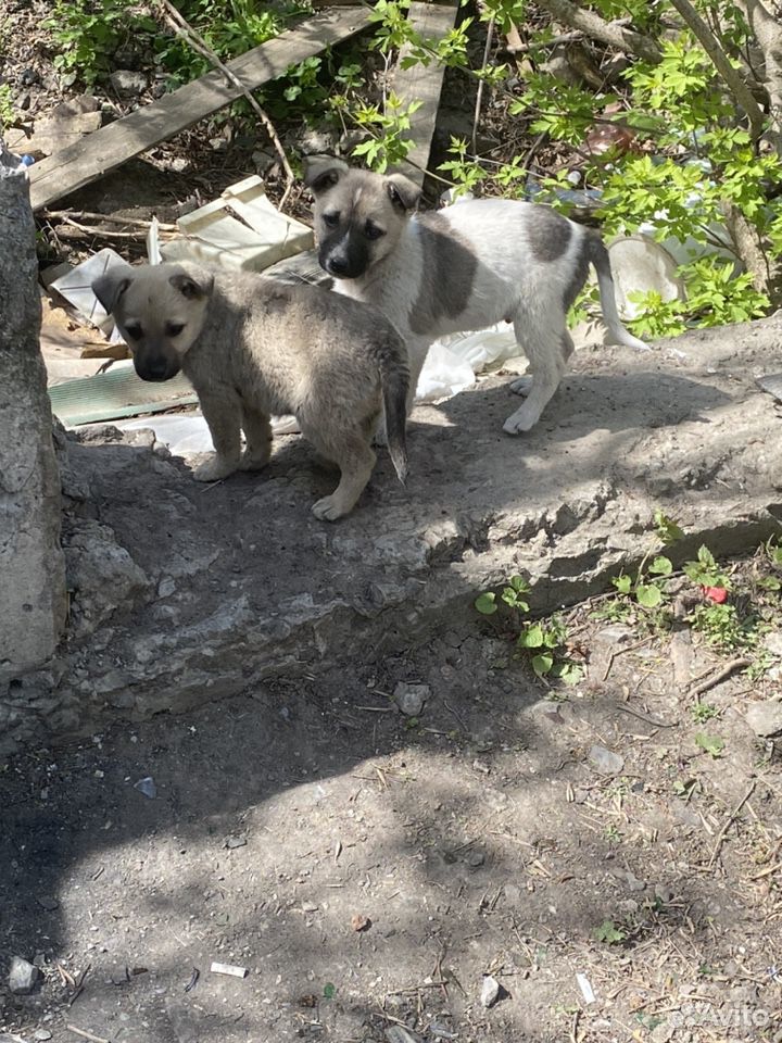 Брошенным щенкам нужен дом