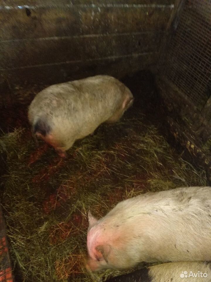 Вьетнамские вислобрюхие.Козлик.Обмен