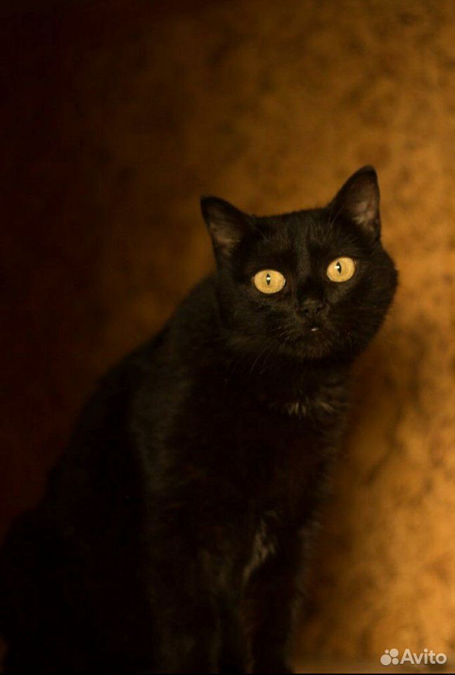 Кошка ищет дом