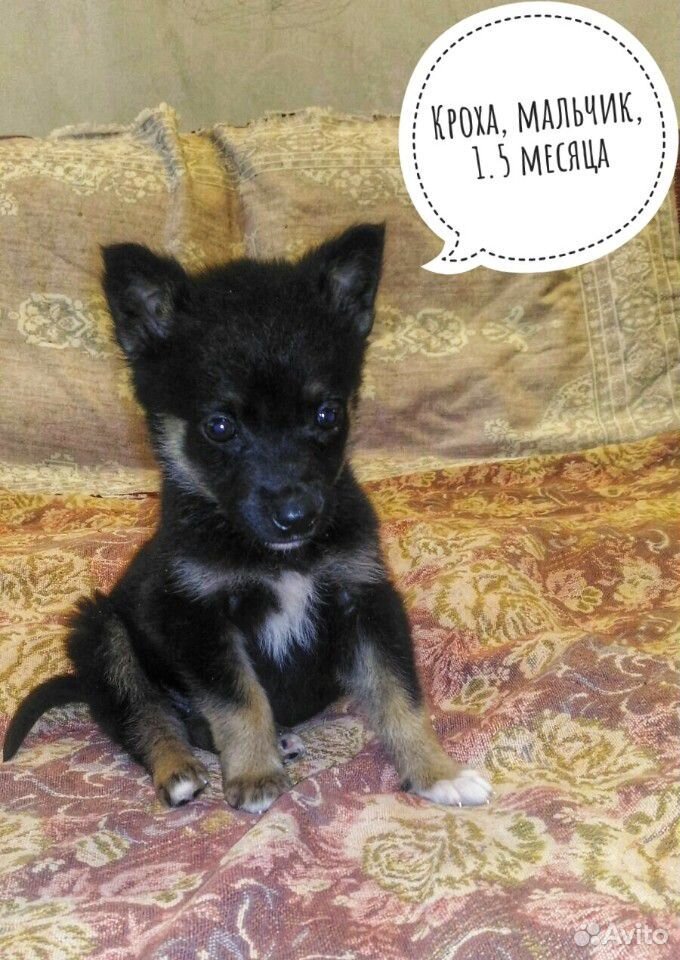 Маленький мальчик, 1.5 месяца, Кроха