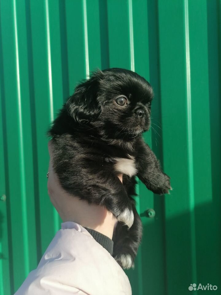 Черные щенки пекинеса