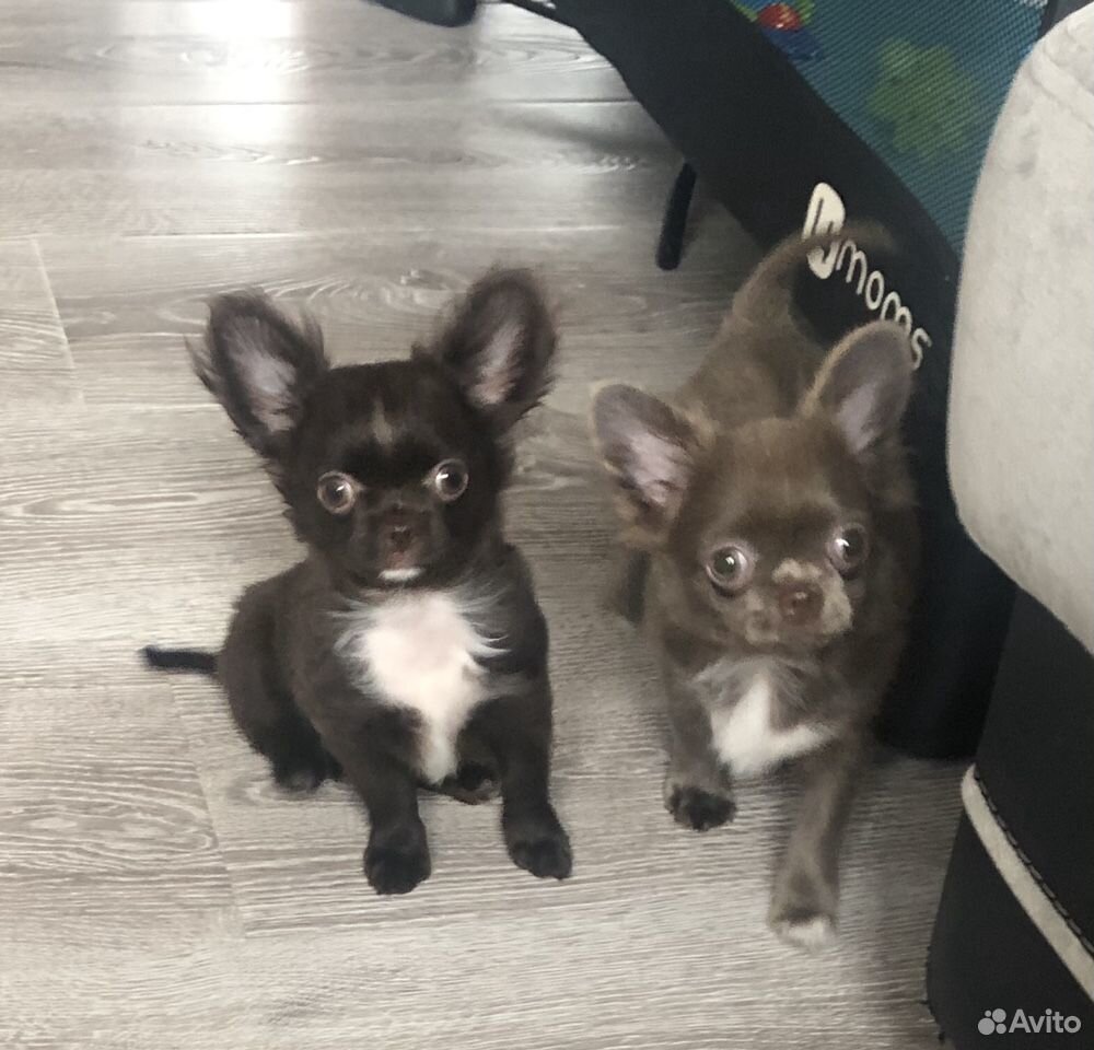 Чихуахуа мальчик шоколадный