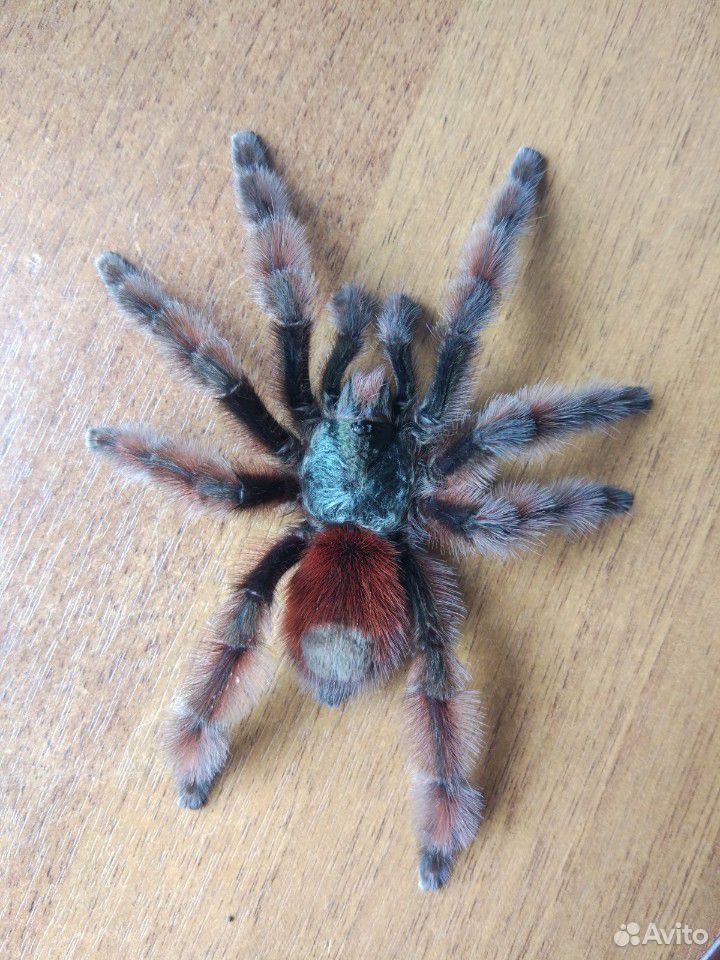 Паук птицеед Avicularia versicolor