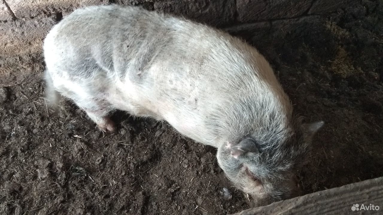 Вьетнамский вислобрюхий хряк