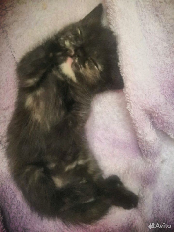 Отдам котеночка