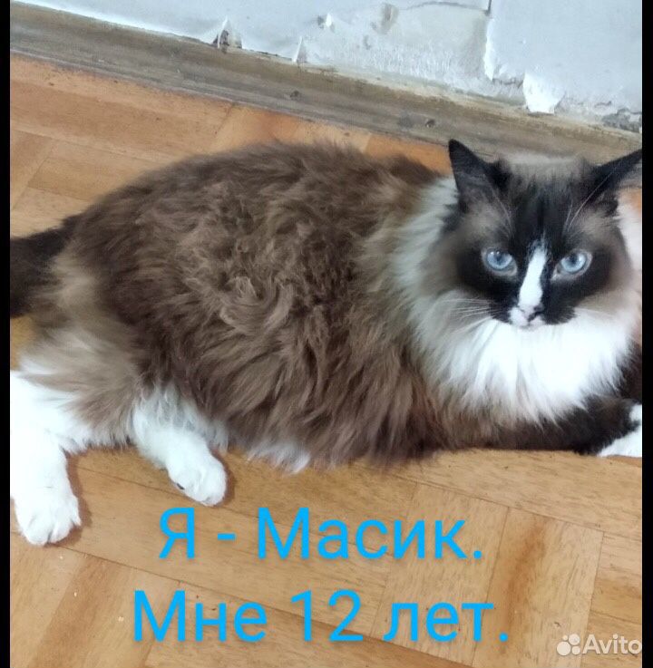 Кошка