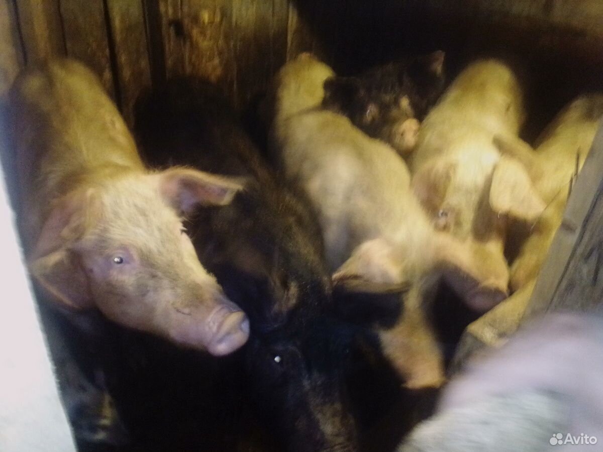 Свиньи Ландрас