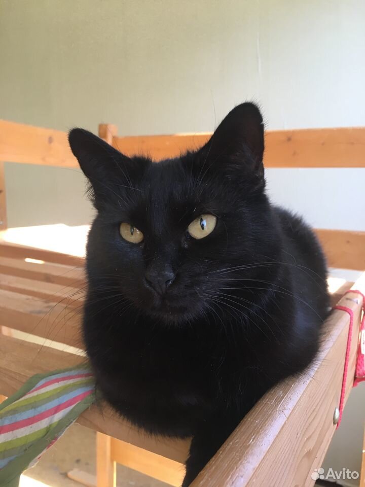 Кошка Баги в поисках дома