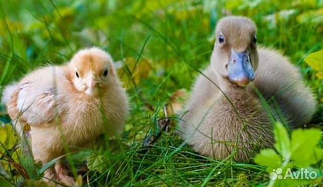 Утята, цыплята с инкубатора