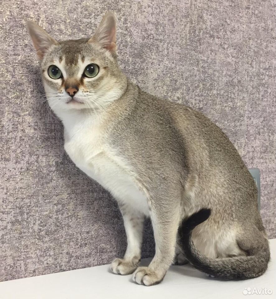 Сингапурский кот