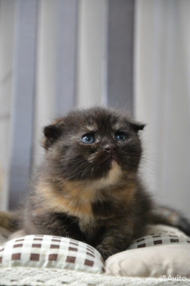 Котенок ищет семью