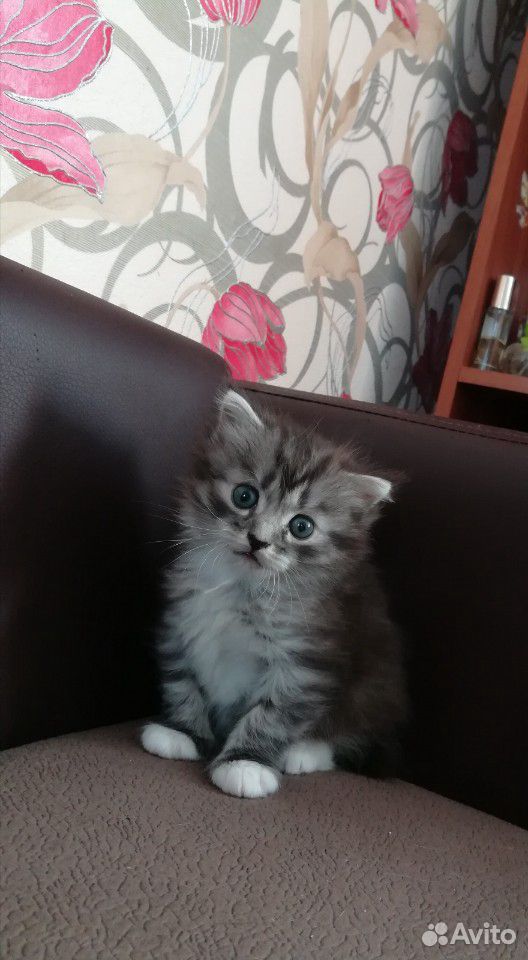 Басенькая милашка