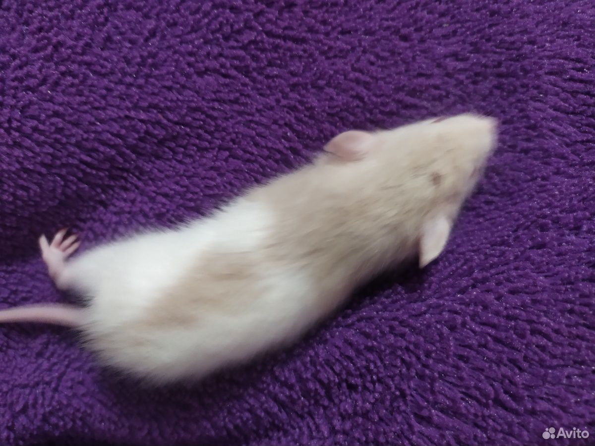 Декоративные крысята