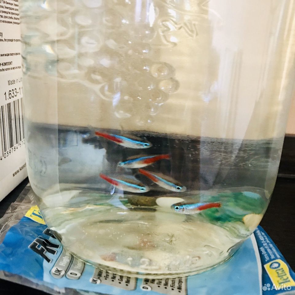 Рыбки неоны бесплатно