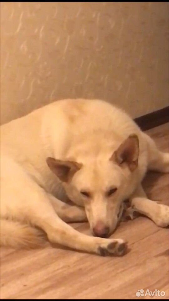 Собака