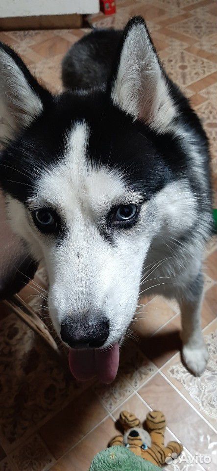 Сибирский хаски