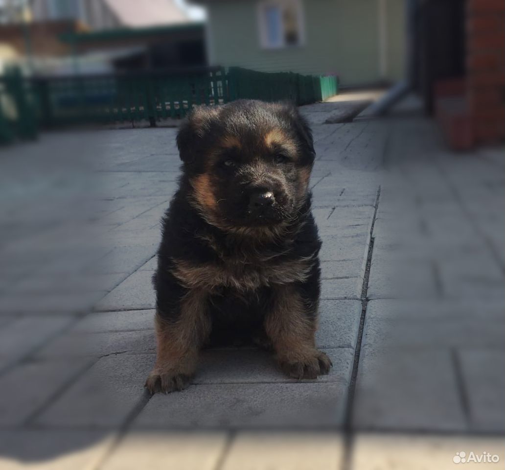 Щенок немецкой овчарки