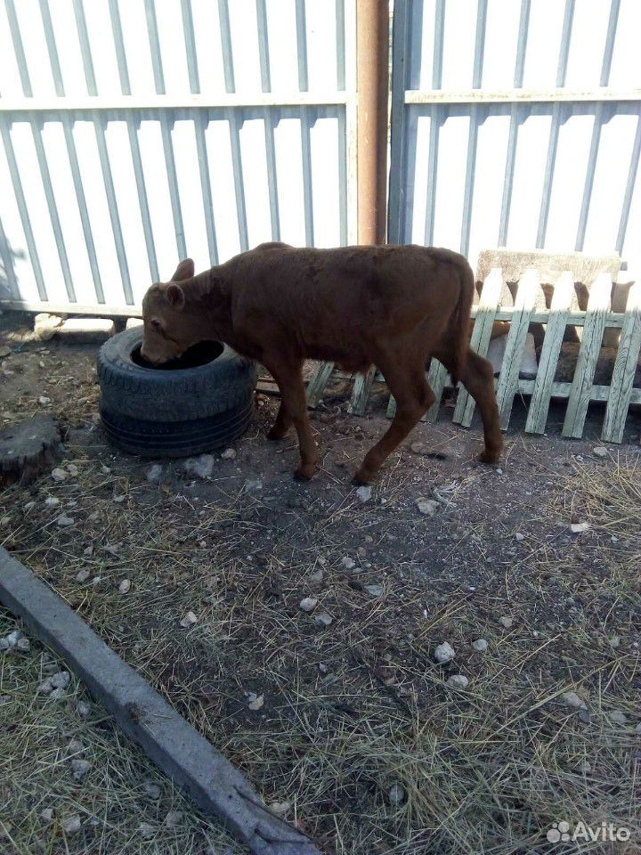 Продам телёнка, бычек