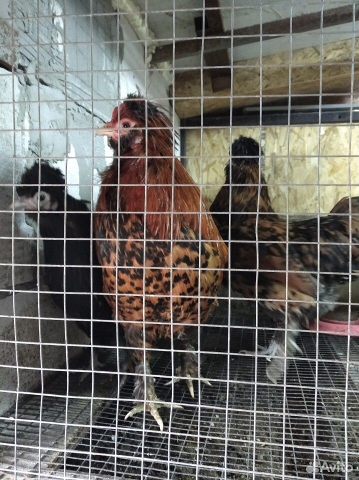 Куры павловские золотистые