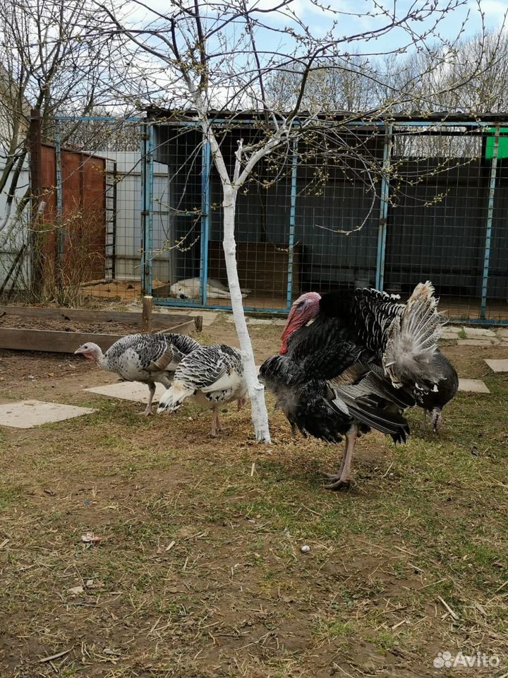 Индюки, индейки