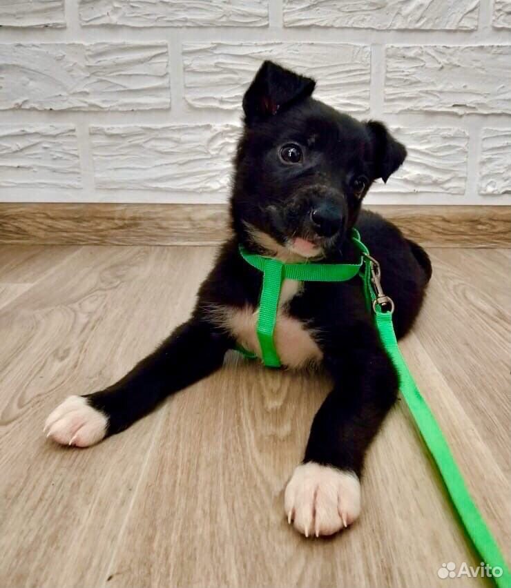 Щенок, девочка 2,5 мес ищет дом