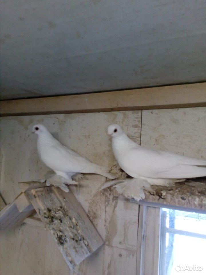 Армовиры короткоклювые