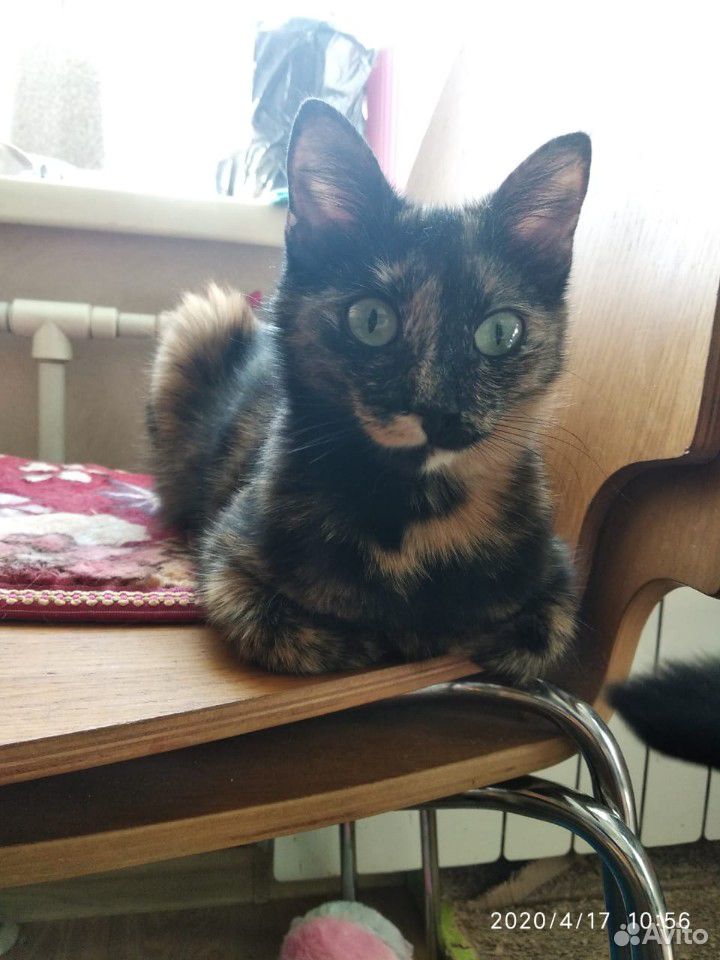 Триша отдам в добрые руки