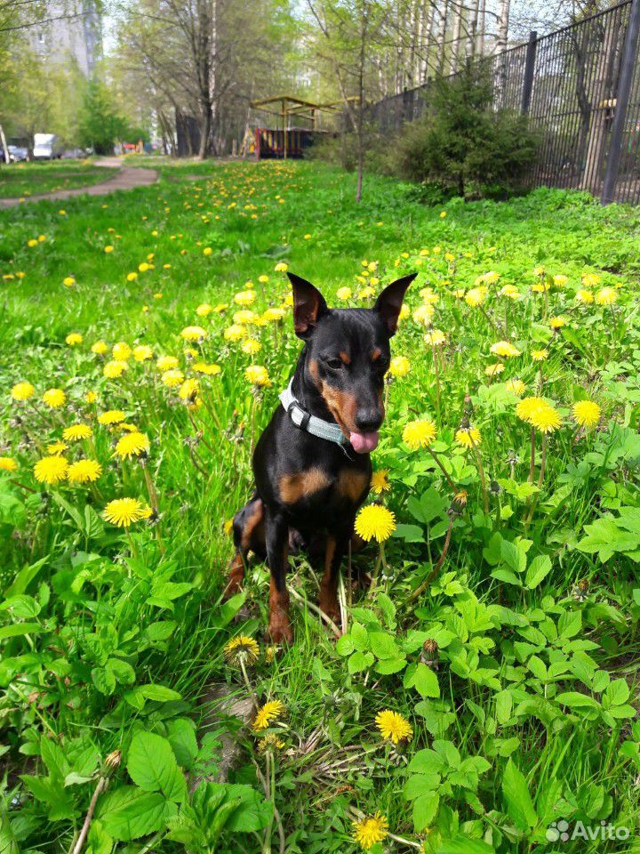 Цвергпинчер