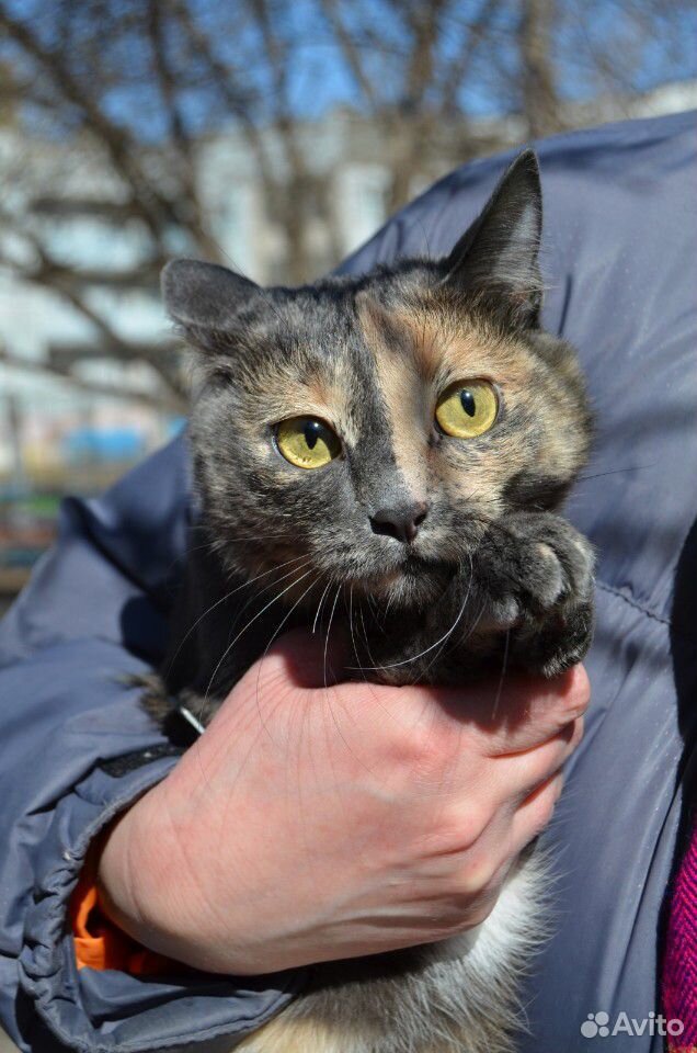 Отдам кошечку в добрые руки