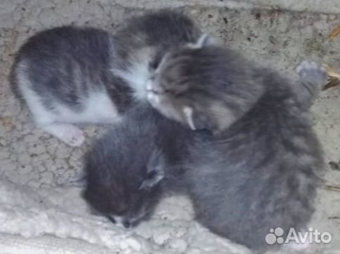 Котята серенькие двухцветные ищут дом
