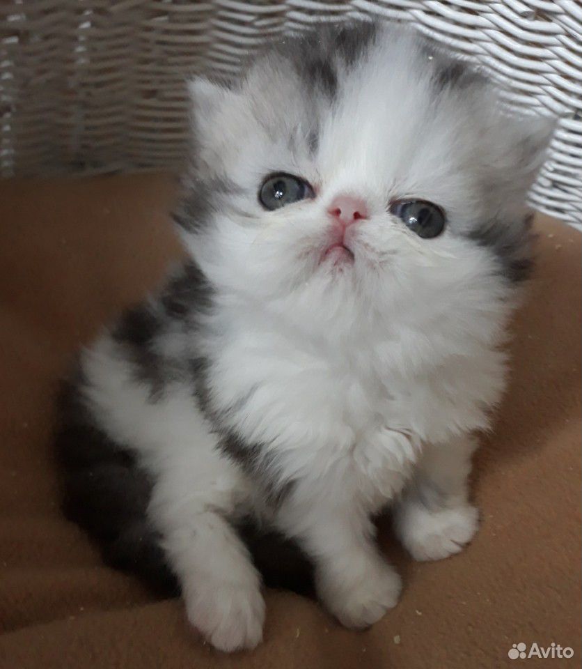 Персидский малыш