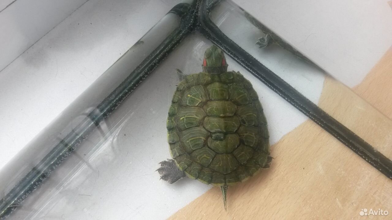 Черепаха красноухая с улиткой аквариумной
