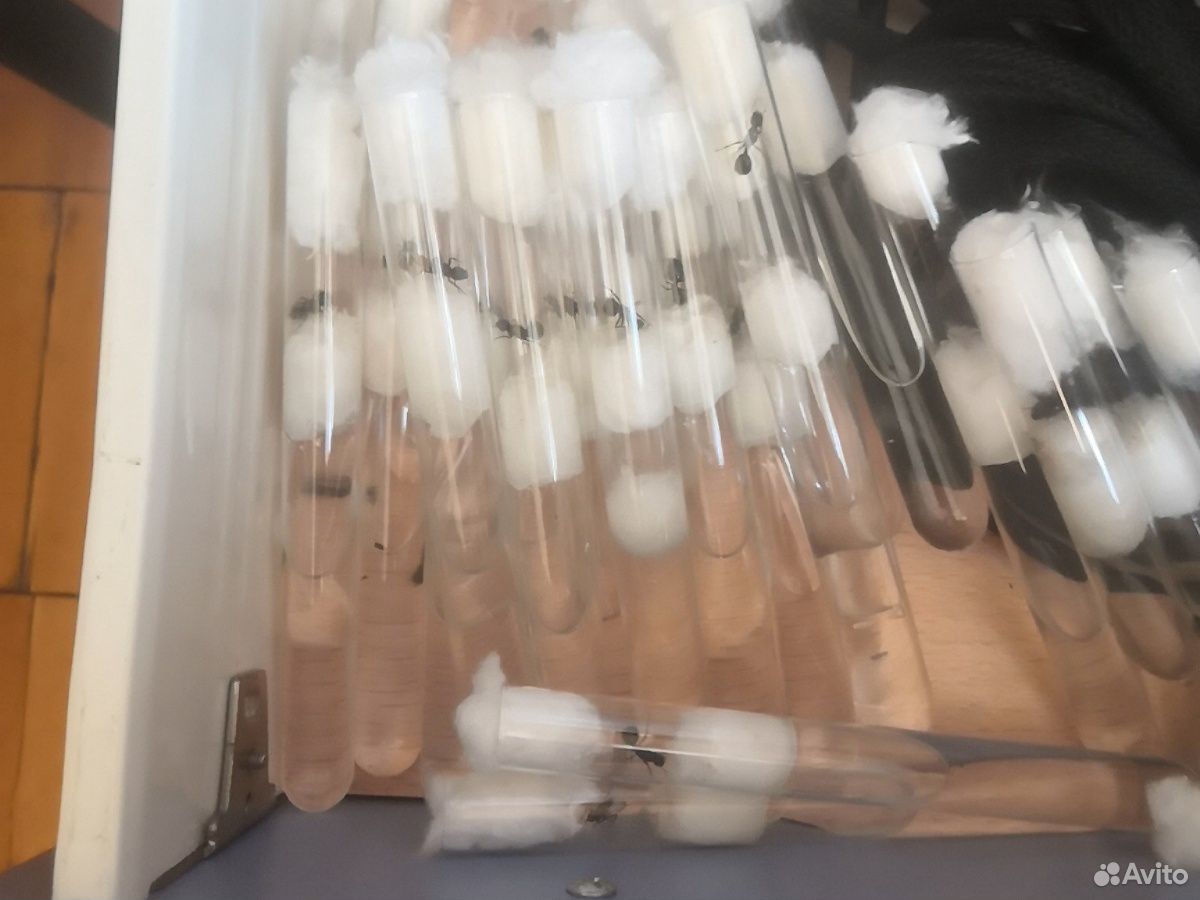 Продажа муравьев мессор структор