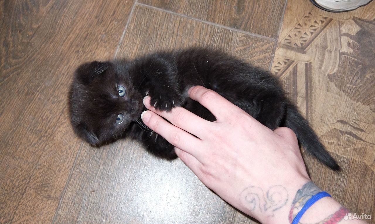 Шикарный котенок шотланский вислоушка