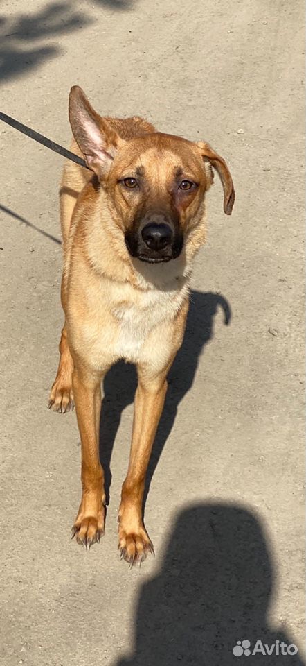 Ищет дом пёс федя