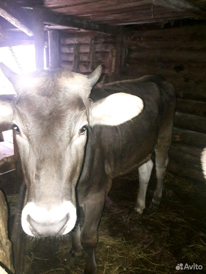 Продаю тёлку