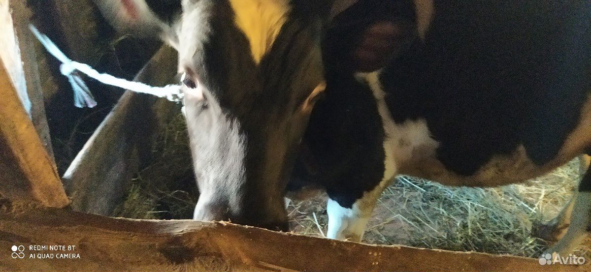 Продам бычка возраст 9 месяцев