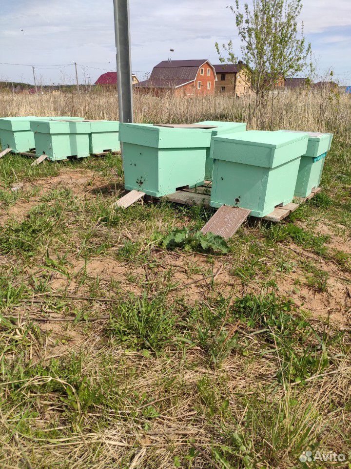 Пчелопакеты