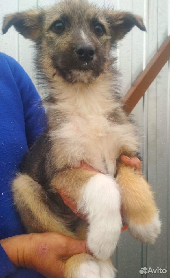 Маленькая хорошенькая собака