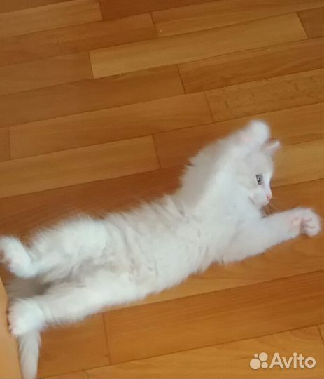 Котик др 16.03.2020г