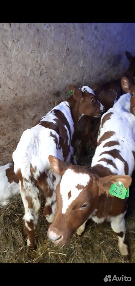 Телята 1-2 месяца