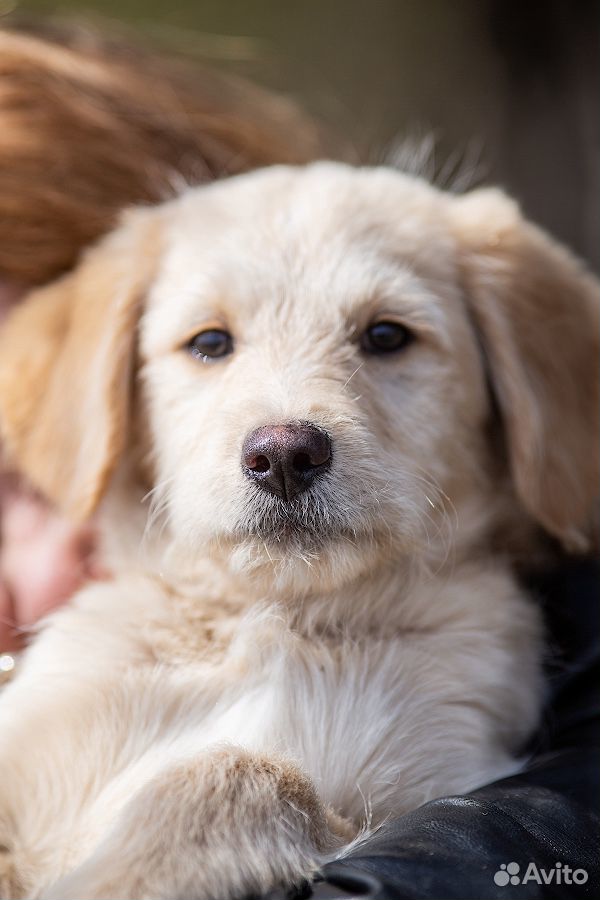 Щенок Вивьен 3+ мес ищет дом