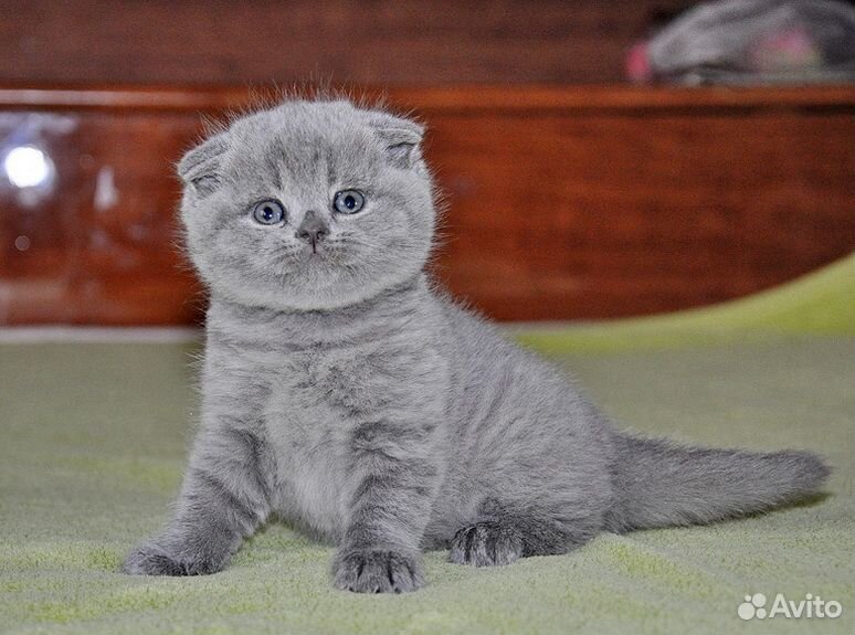 Шотландские вислоухие элитные котята