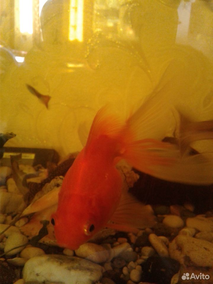 Золотые рыбки