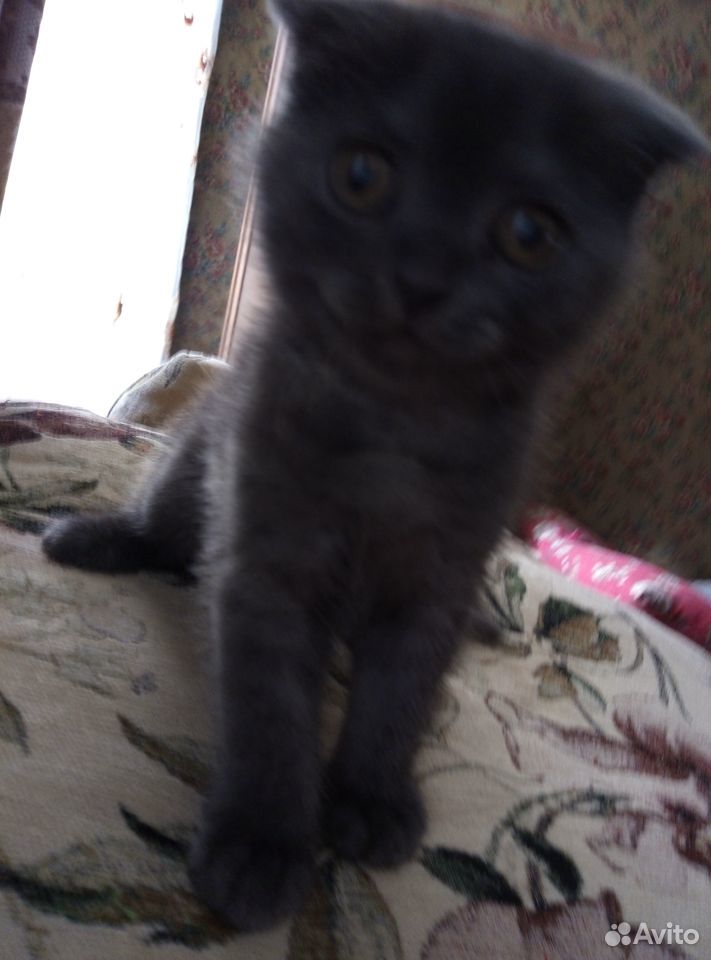 Котенок