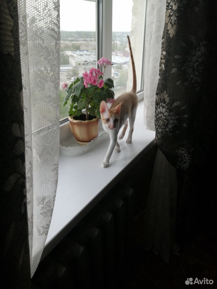 Продаю котёнка корниш рекса