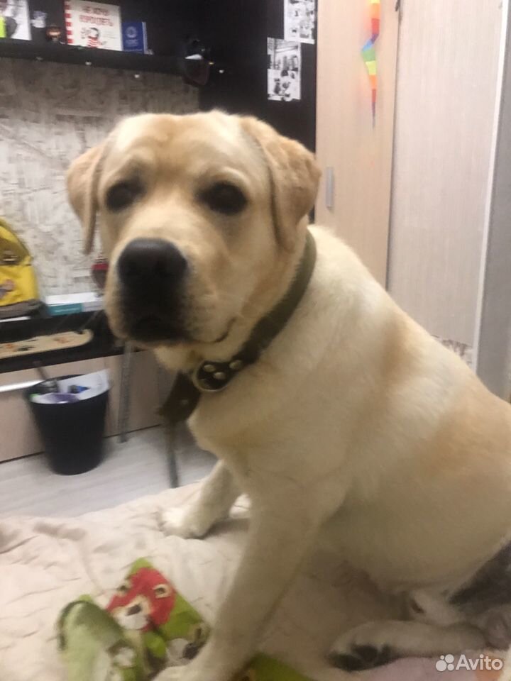 Лабрадор по кличке Сэм