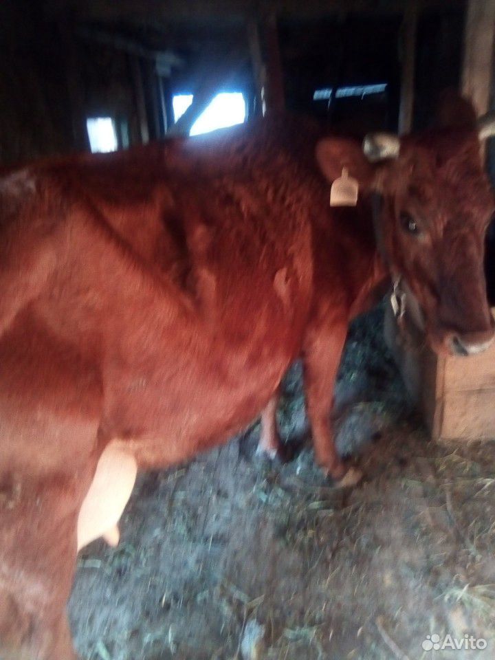 Коровы красно степные